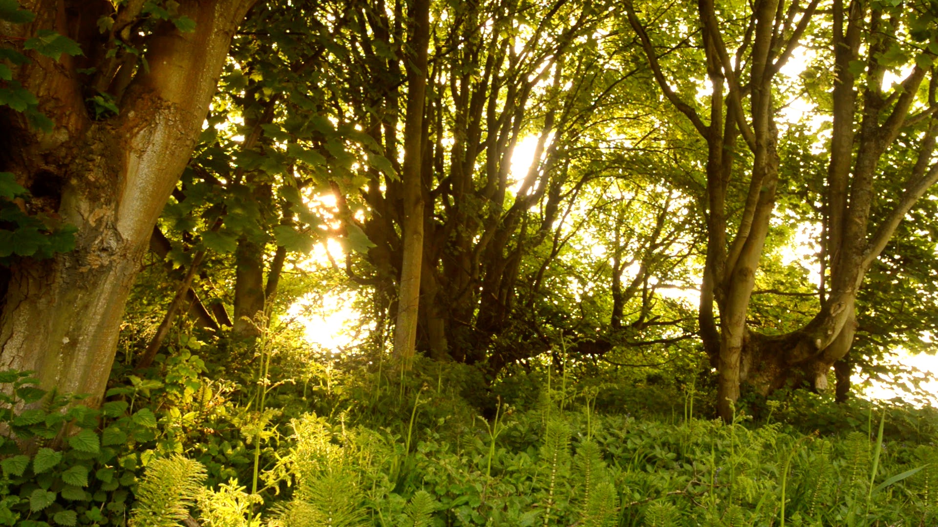 Wytham Woods included in nationwide ancient woodland network for Queen ...